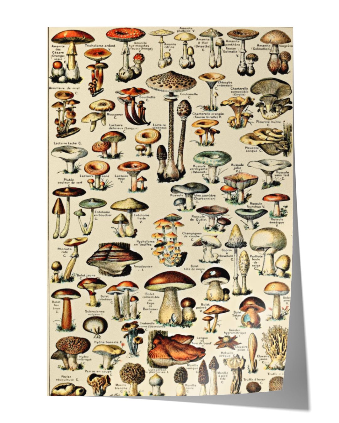 Fungi Poster Vintage style 3-18 | Trippy Life