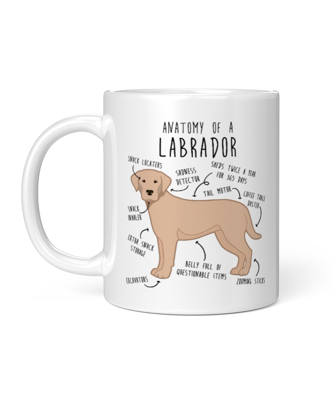 Anatomy Of A Labrador