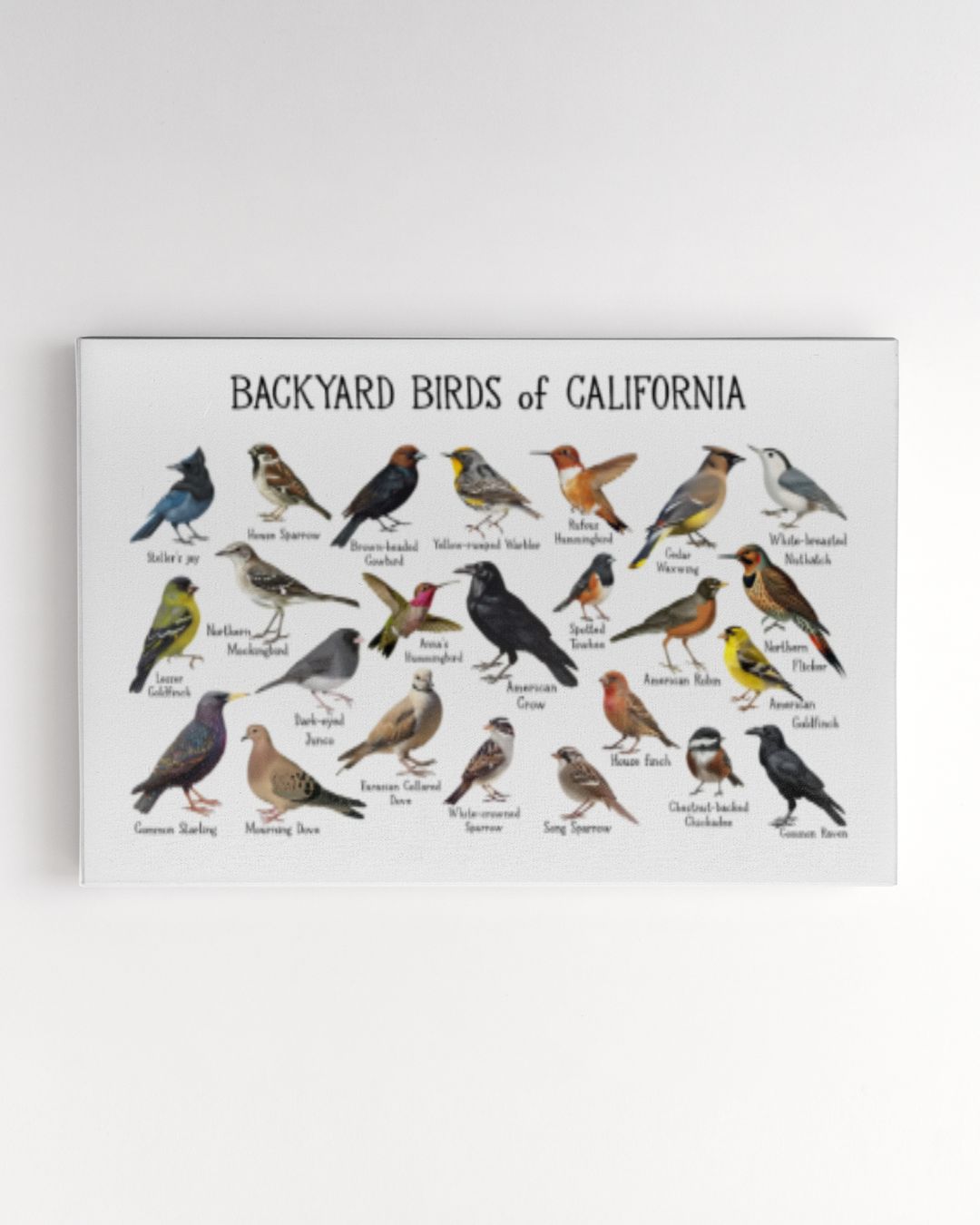 Backyard Birds of California Art Print
