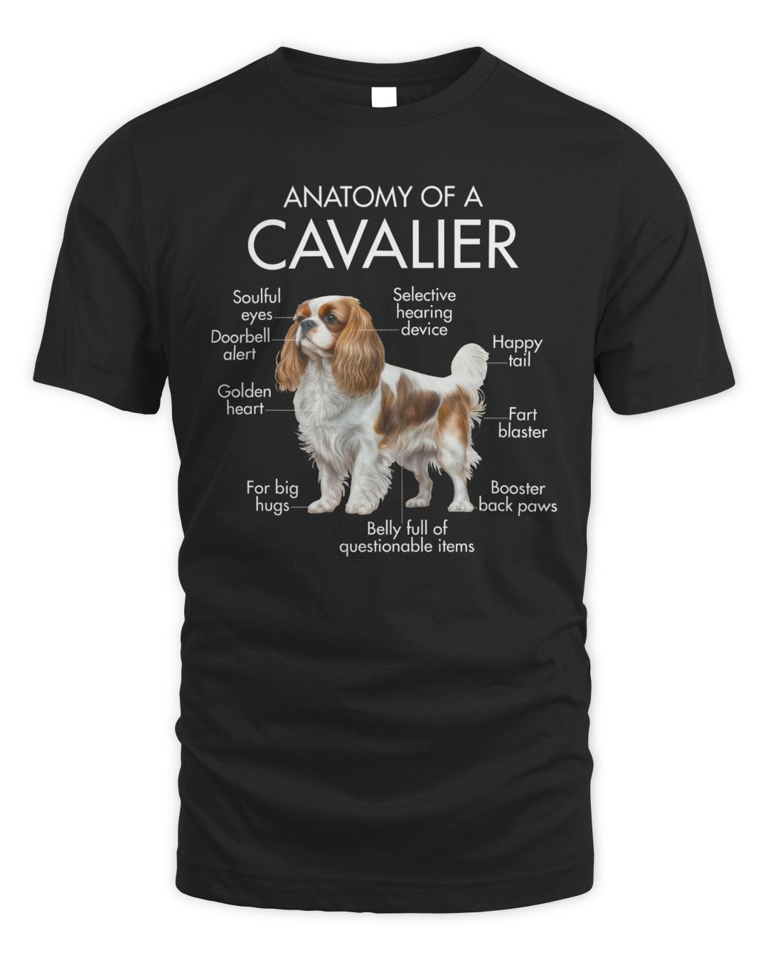 Anatomy Of A Cavalier