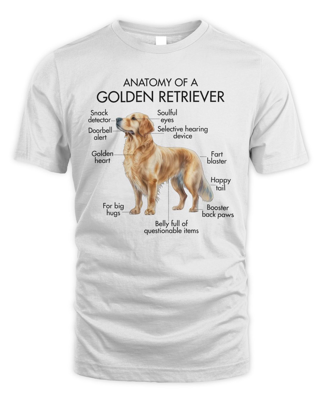 Anatomy Of A Golden Retriever