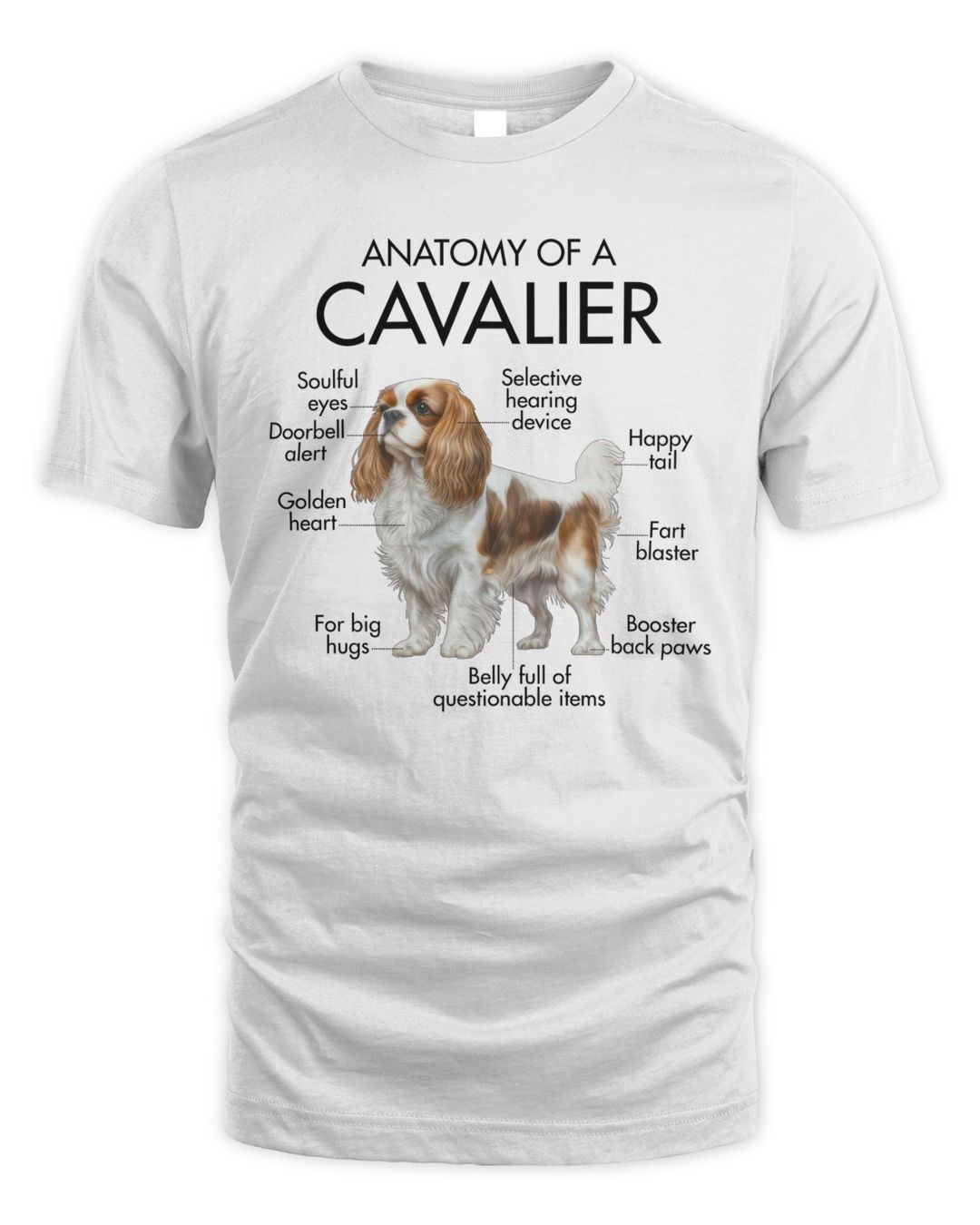 Anatomy Of A Cavalier | Aholala