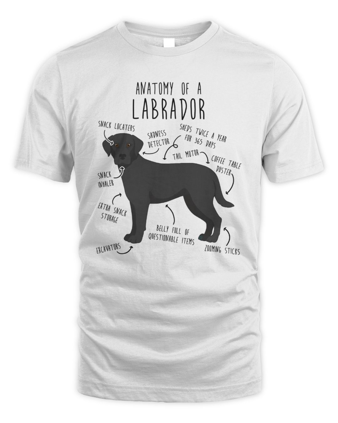 Anatomy Of A Labrador