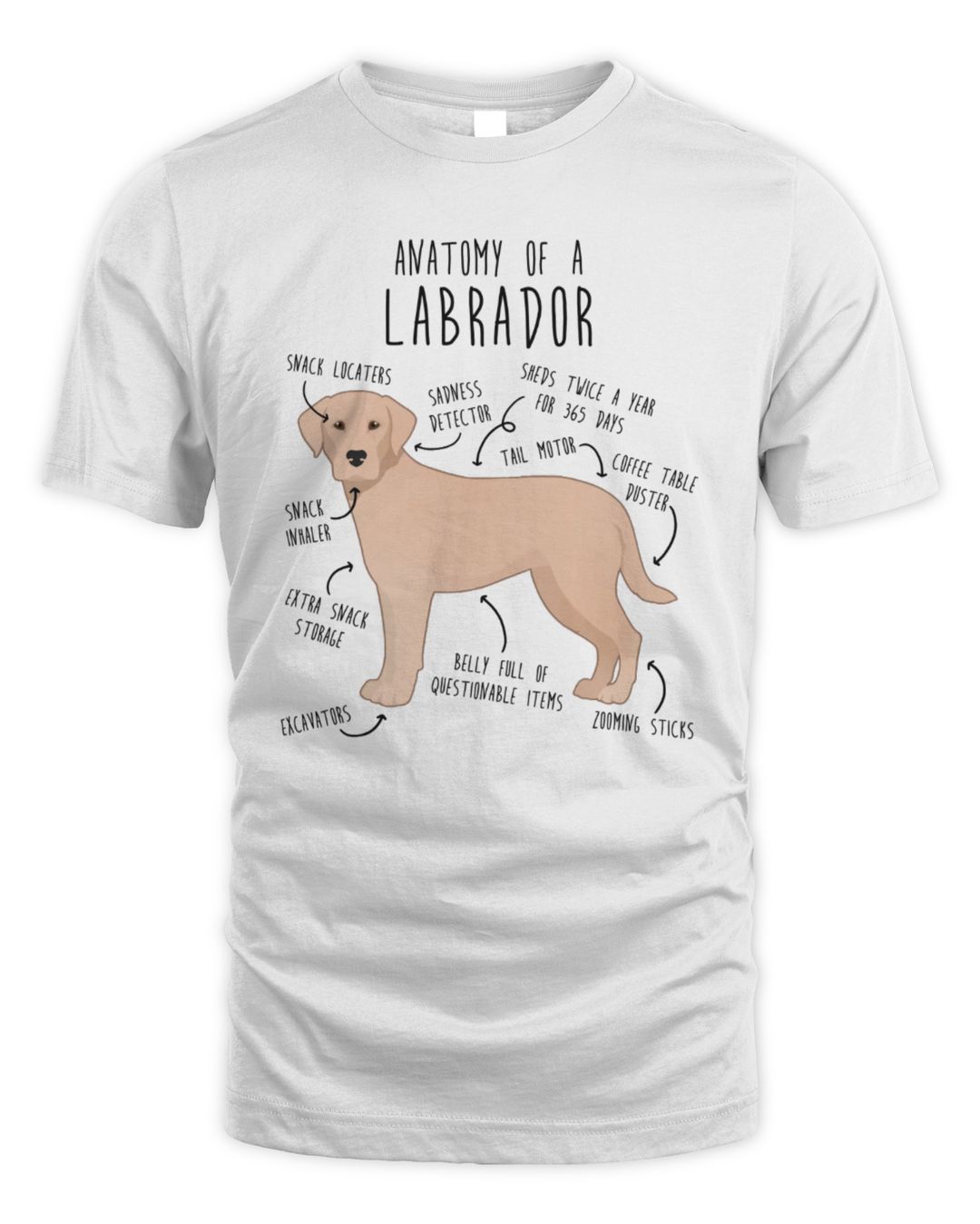 Anatomy Of A Labrador